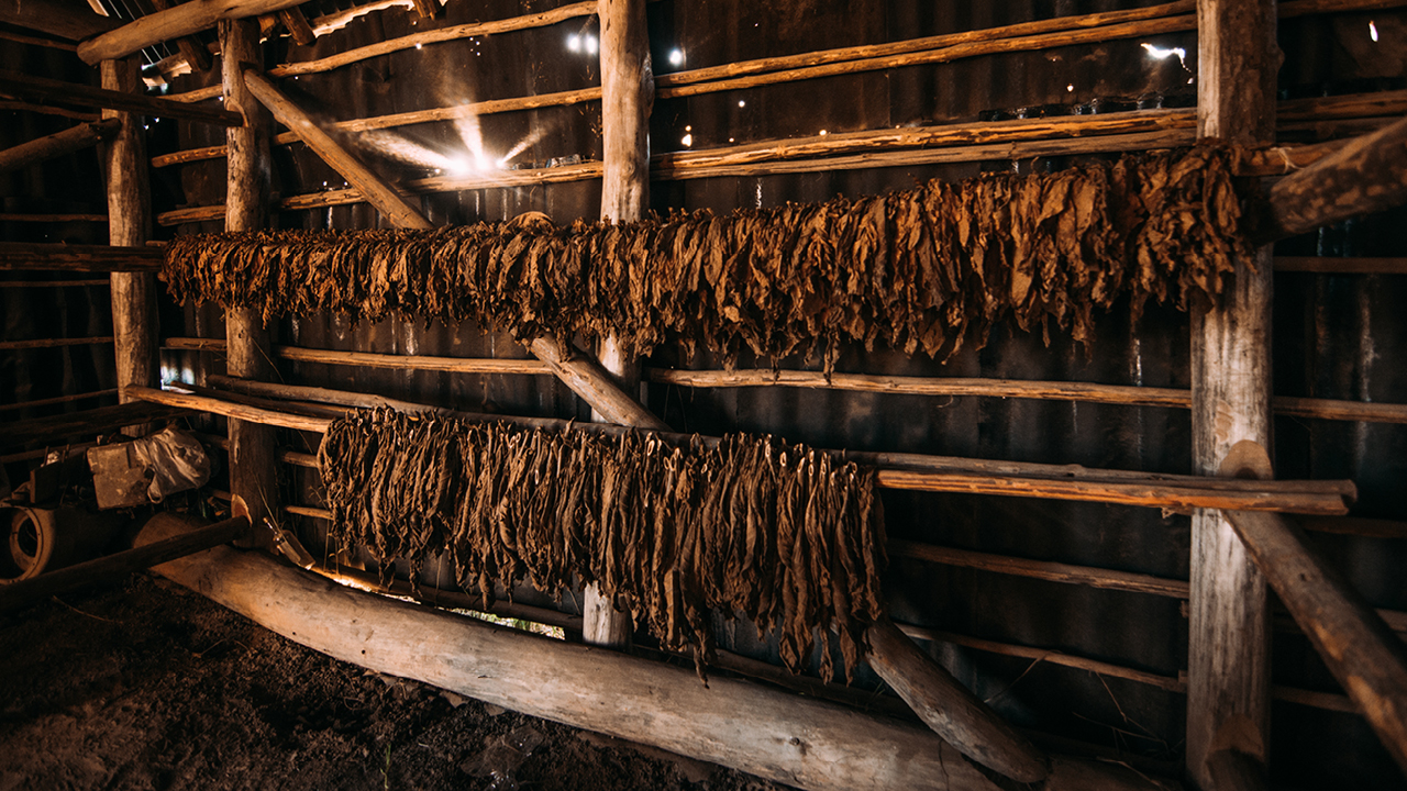 How Are Cigars Made? – Part 1 - Smoke Inn Blog