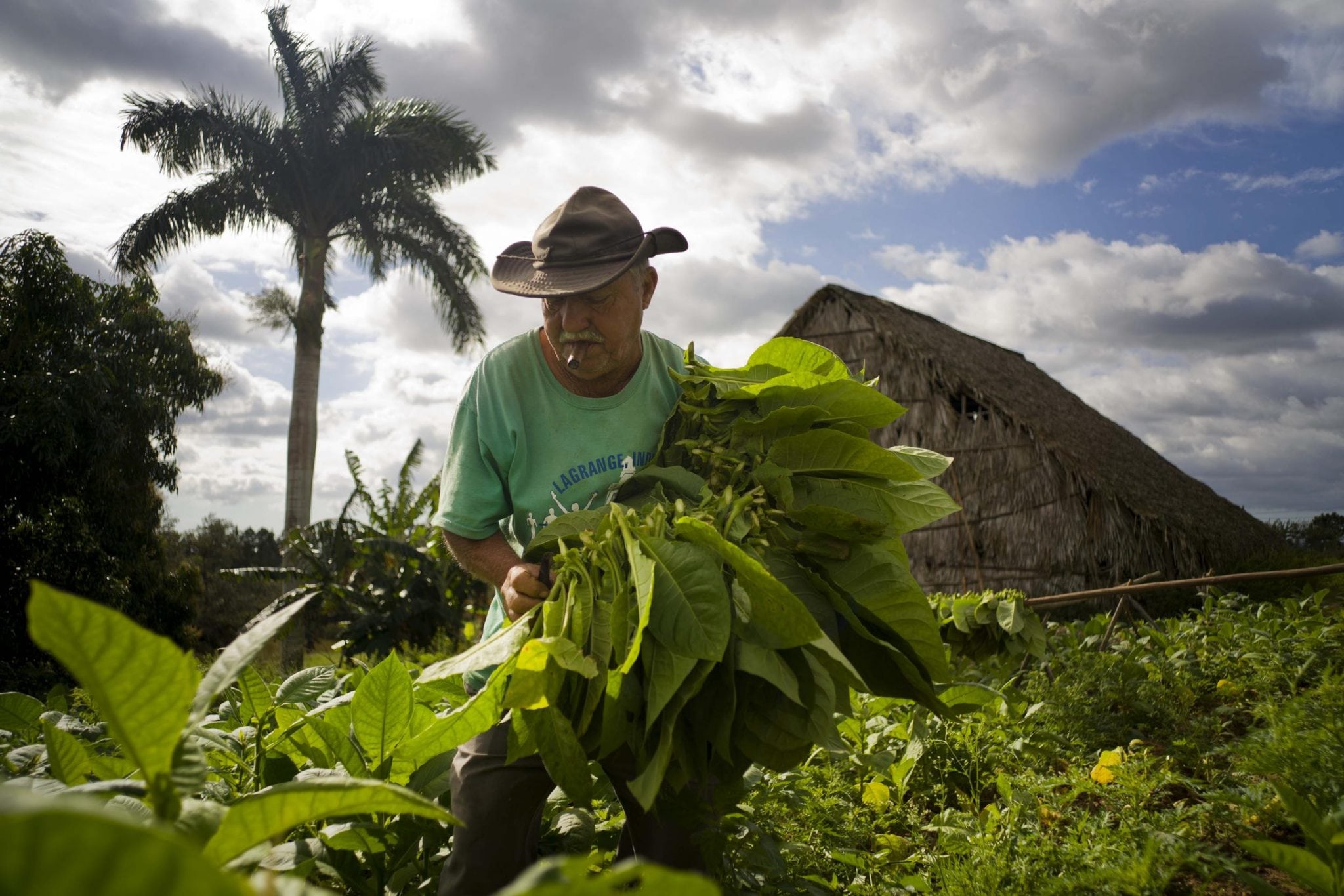 How Are Cigars Made? - Part 2 - Smoke Inn Blog