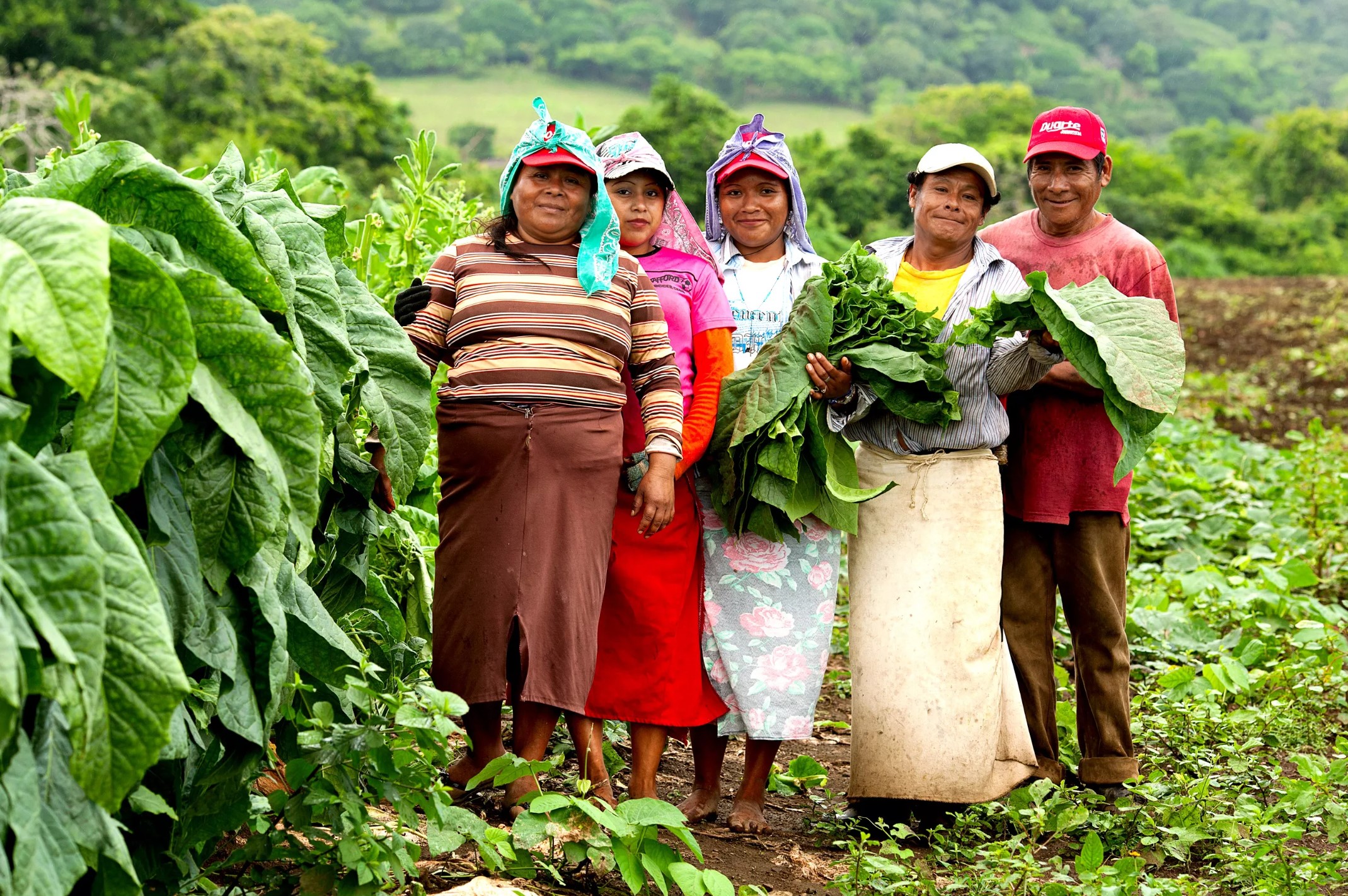 Cigar Producing Regions: Honduras - Smoke Inn Blog